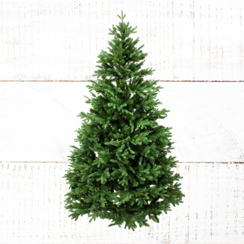 Noble Fir Christmas Tree's – Cardinale & Wright Christmas Tree's